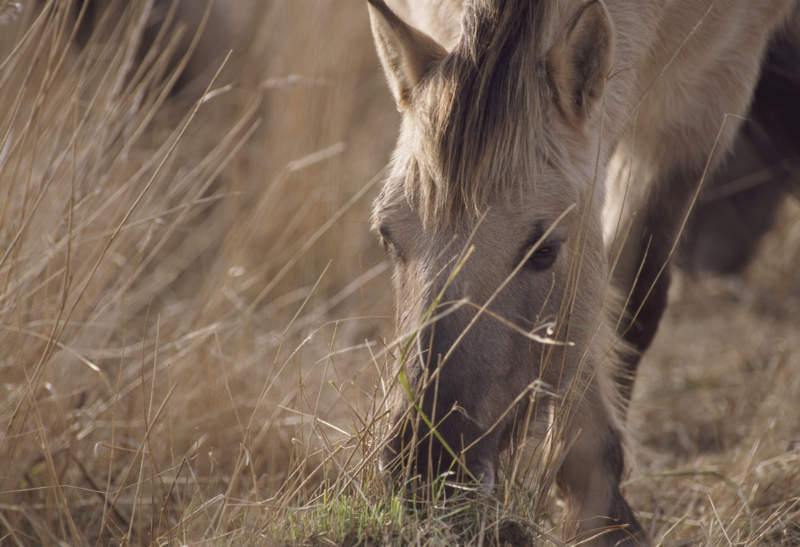 Meet the Ponies! - Visit Cairngorms