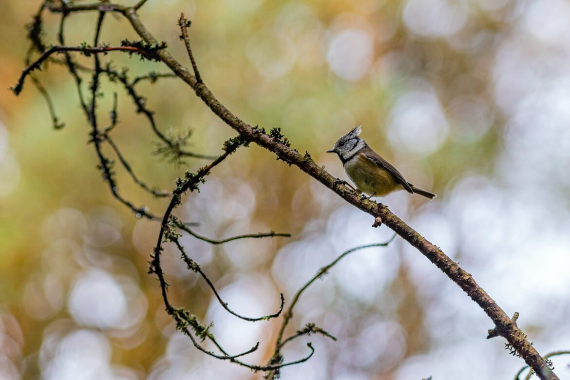 Stories Round the Fire: Birds of the Cairngorms National Park - Visit ...