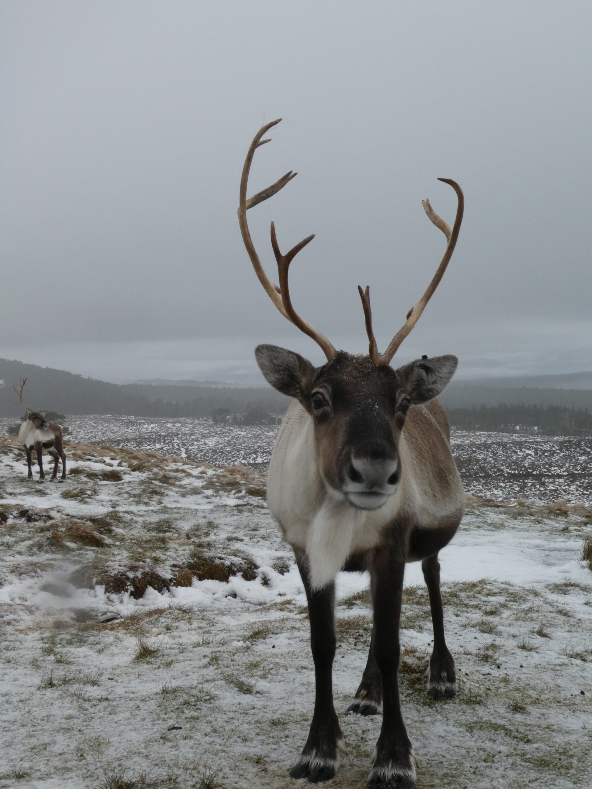 Reindeer are not just for Christmas! - Visit Cairngorms