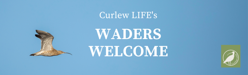 Curlew LIFE's Waders Welcome - Visit Cairngorms