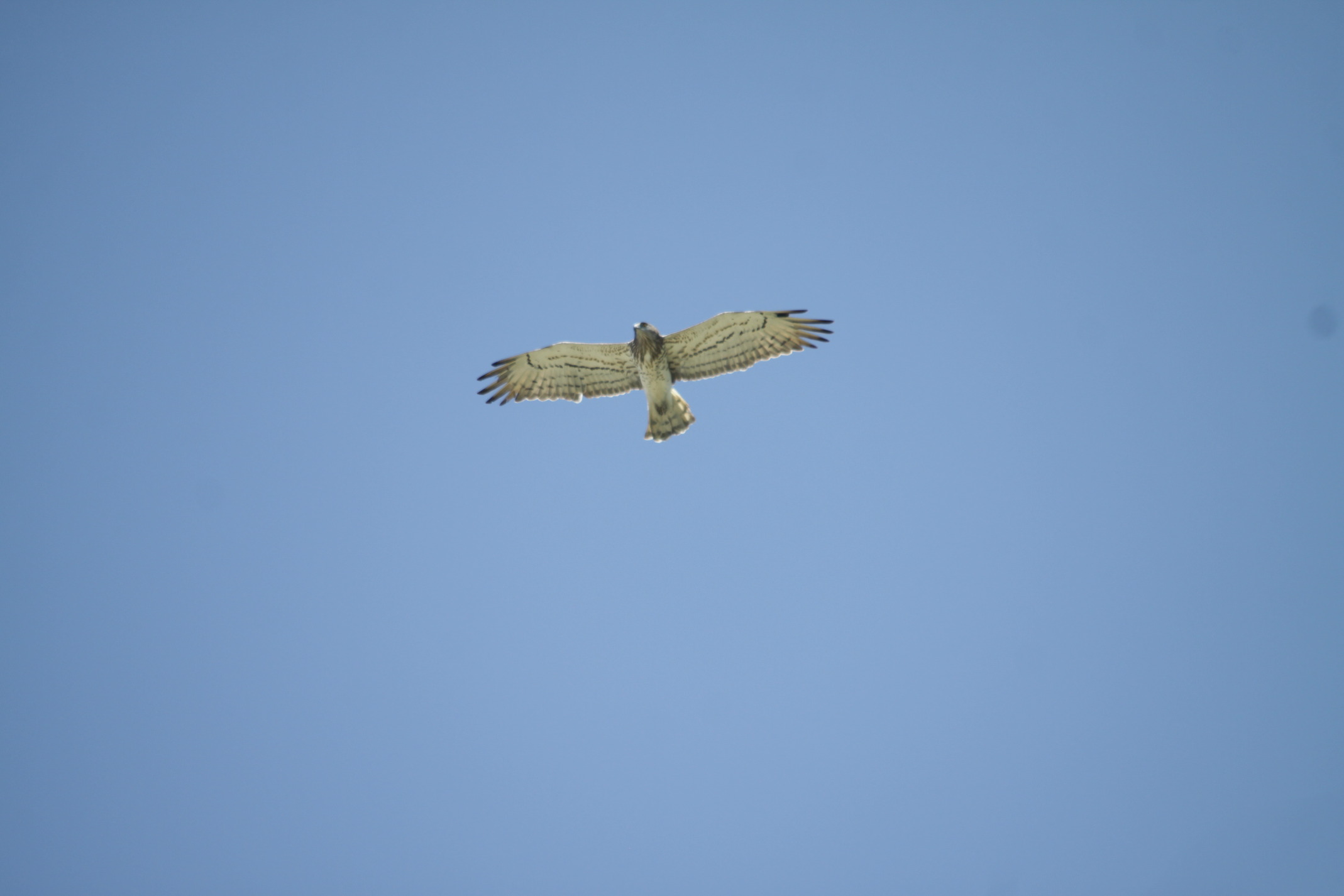 Evening Talk: Autumn Migration in Southern Spain by Steve Lovell ...
