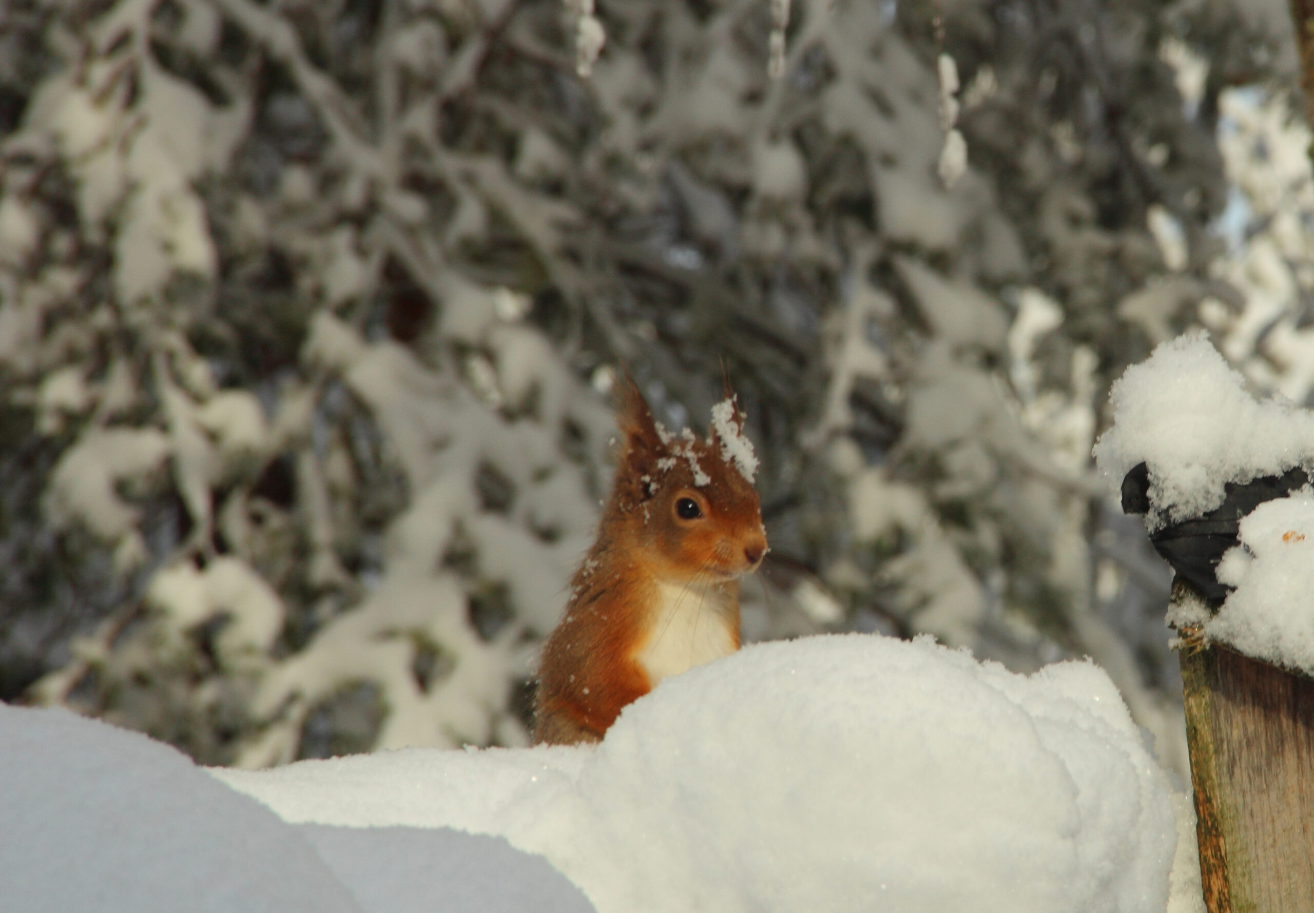 Winter Wildlife in the Cairngorms - Visit Cairngorms
