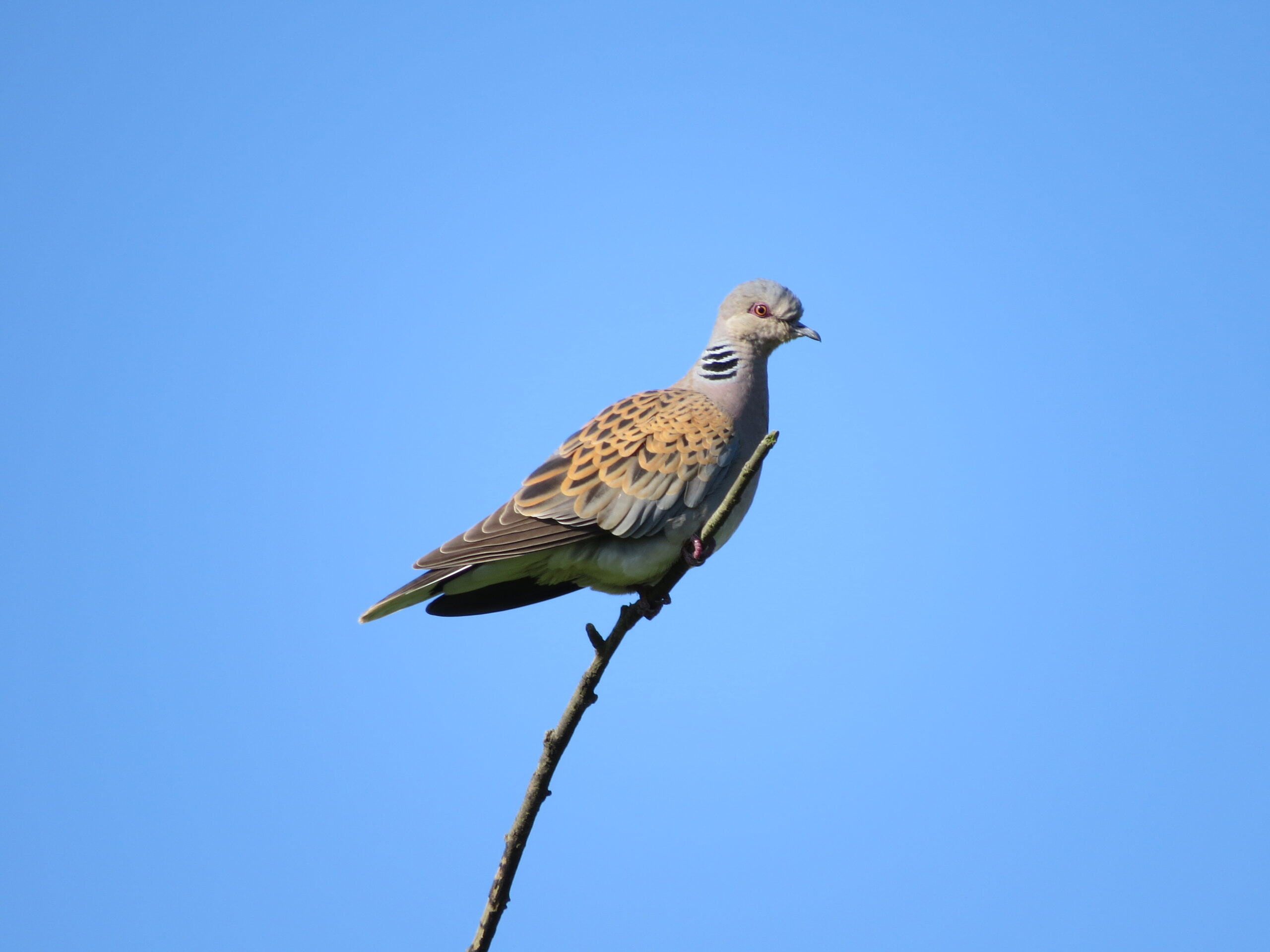 Evening Talk - The North Yorkshire Turtle Dove Project by Mark Pearson ...