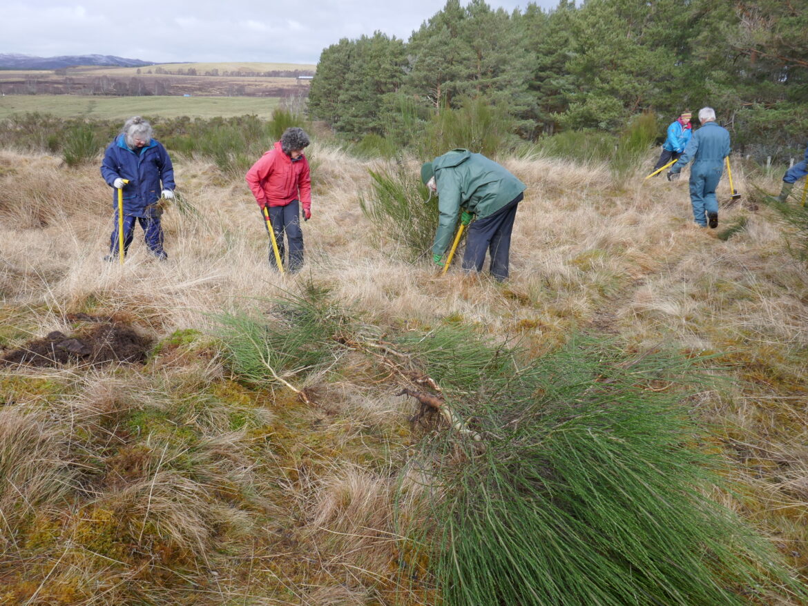 Butterfly Conservation work party: Habitat management for small blue ...